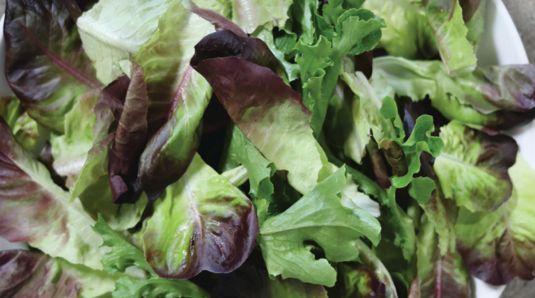 Food Service Business Insights | Shamrock Foods